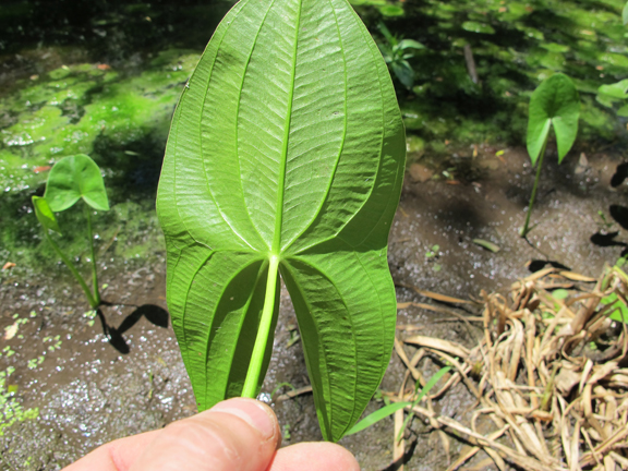 Wild Edible Katniss Plant - WillowHavenOutdoor Survival Skills