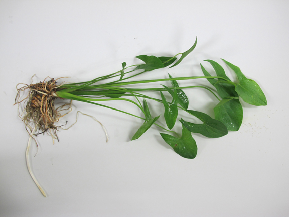 Wild Edible Katniss Plant - WillowHavenOutdoor Survival Skills