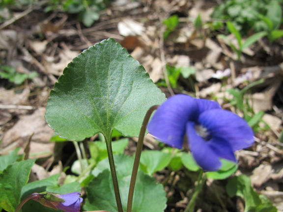 Wild Edible Wild Violets - WillowHavenOutdoor Survival Skills